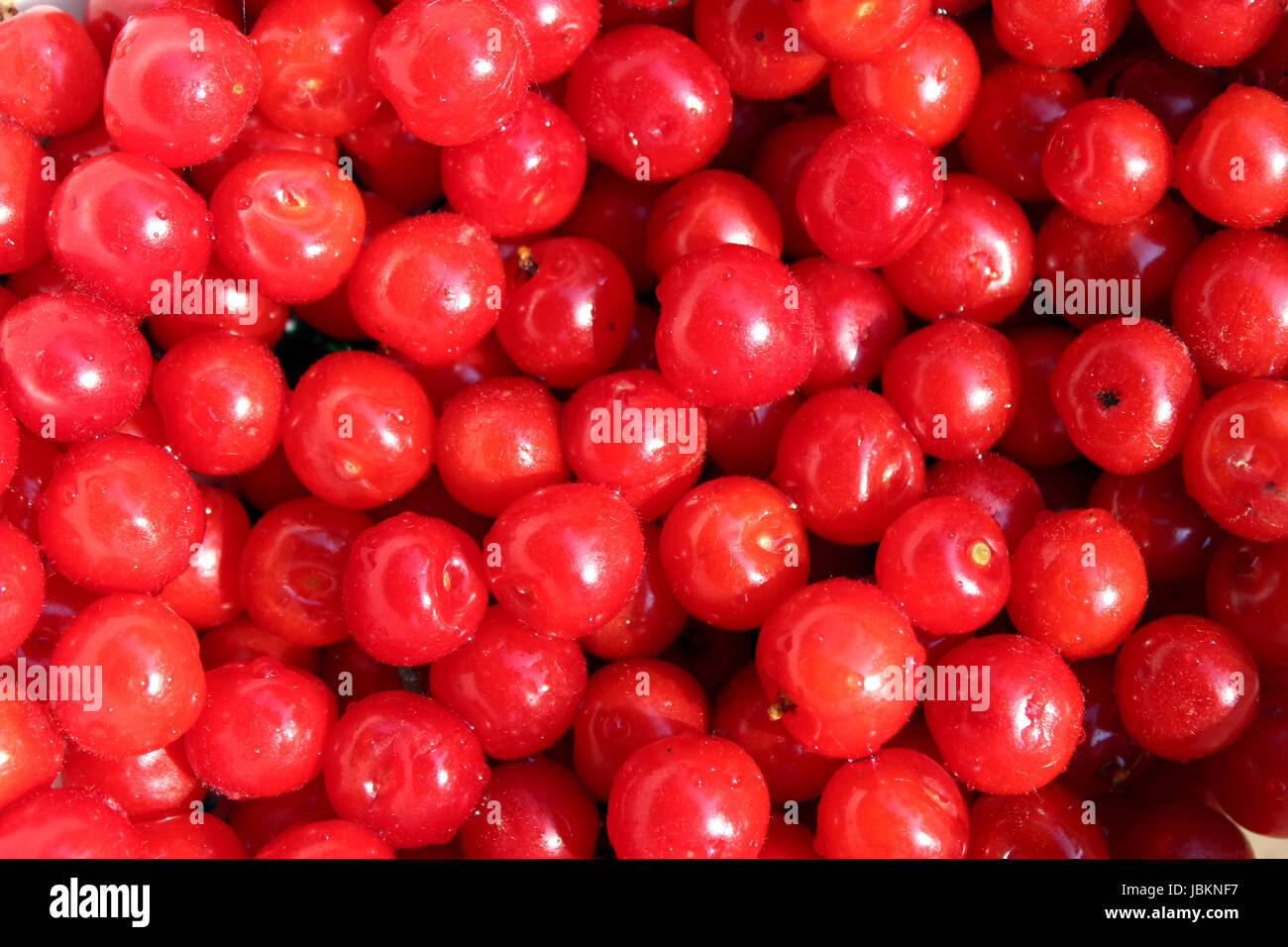 a lot of fruits of red berries of Prunus tomentosa Stock Photo - Alamy