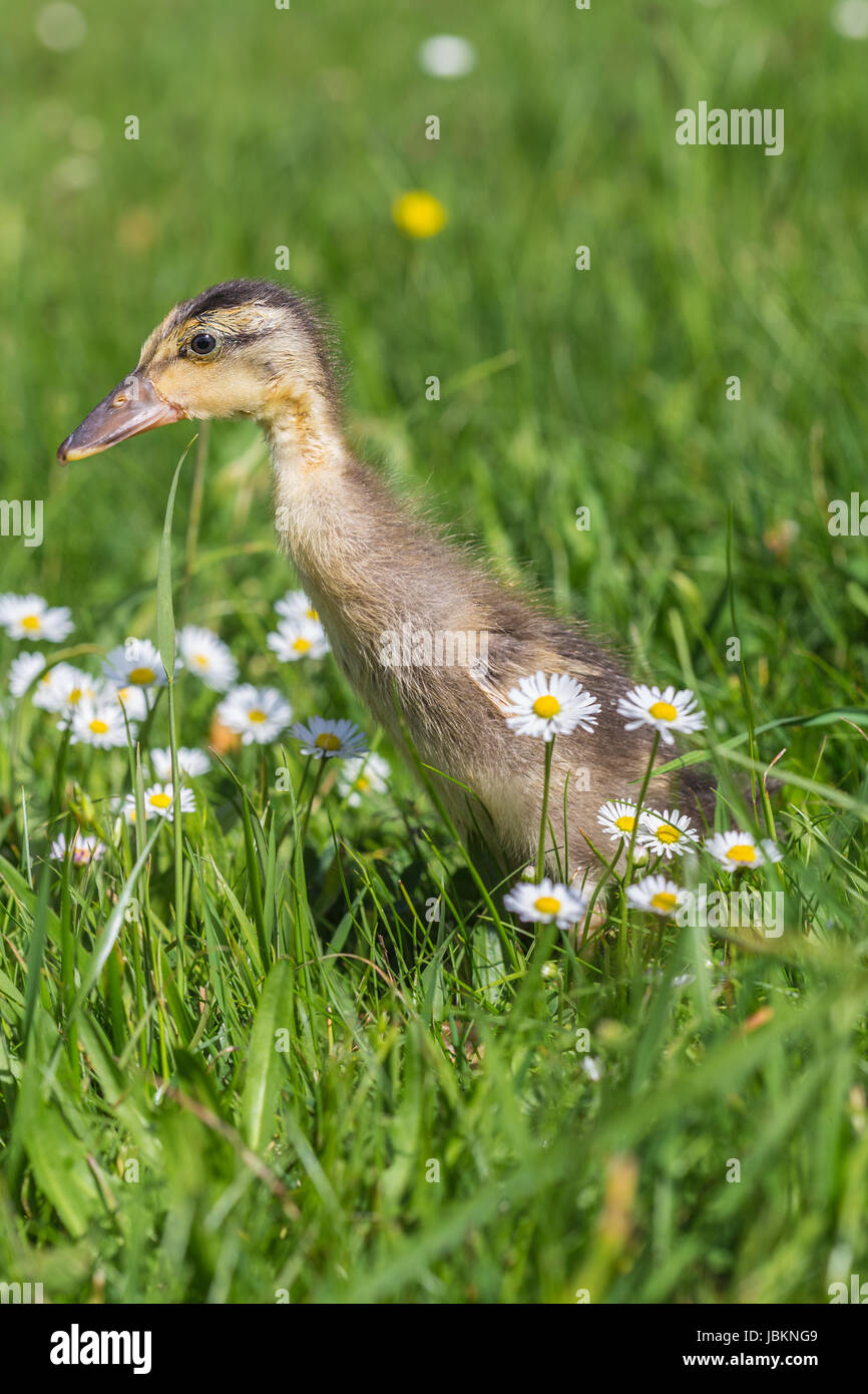 Drake indian runner duck hi-res stock photography and images - Alamy