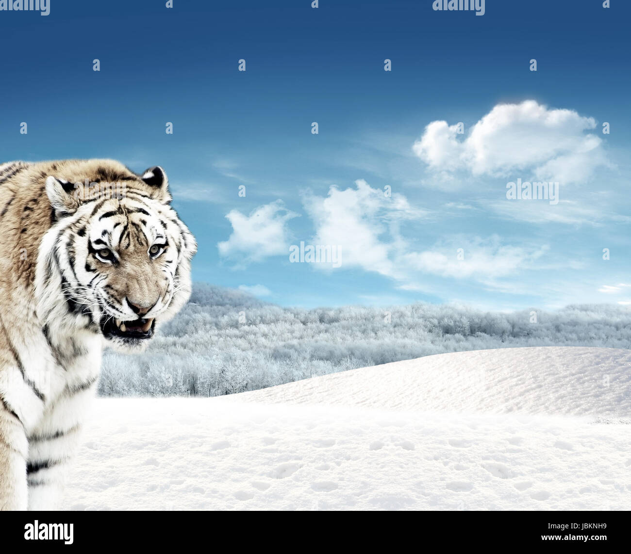 Tiger (Panthera tigris) in the snowfields with blue sky and clouds in ...