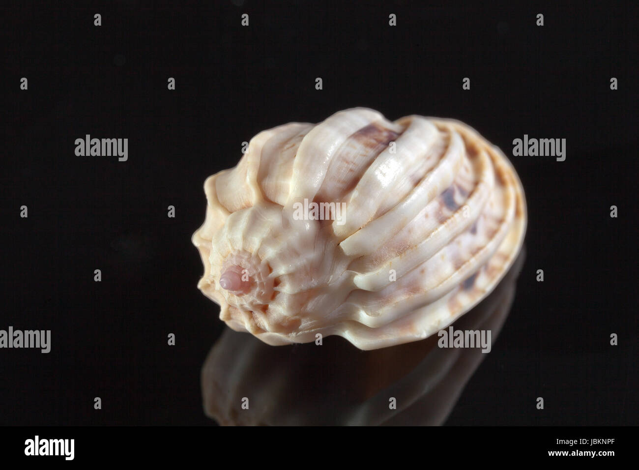 single seashell isolated on black background Stock Photo - Alamy