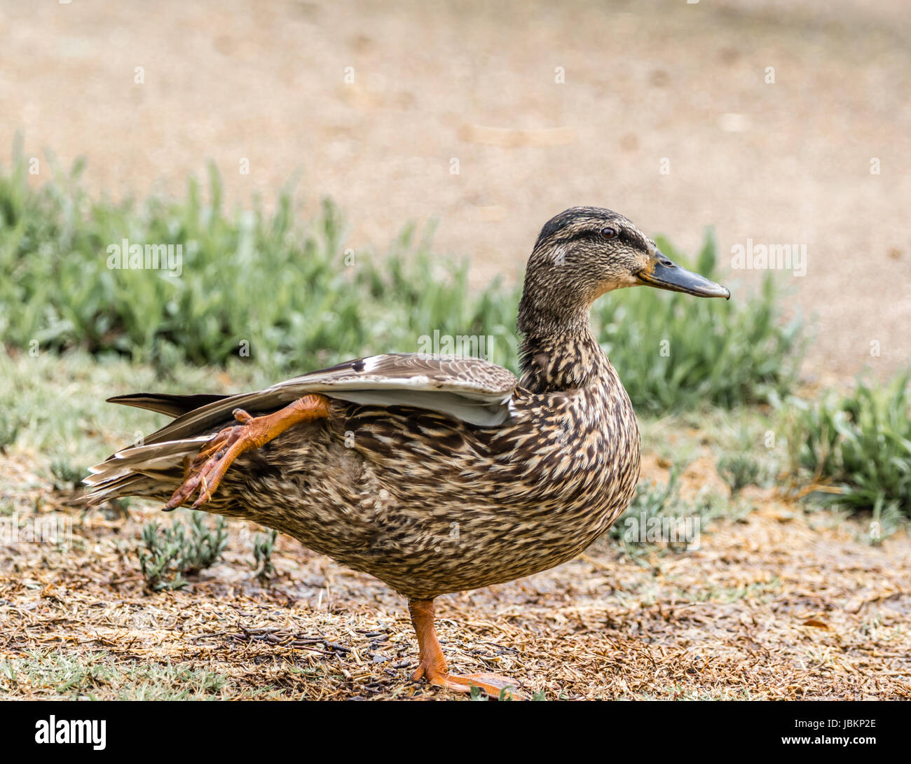 A Duck stretching in the early morning Stock Photo - Alamy