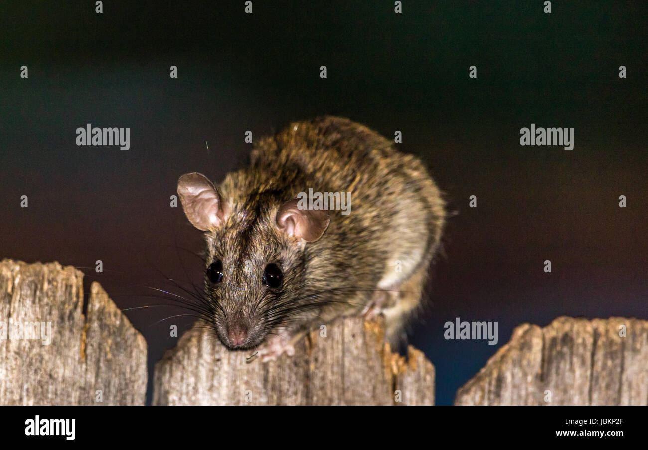 Rat ears hi-res stock photography and images - Alamy