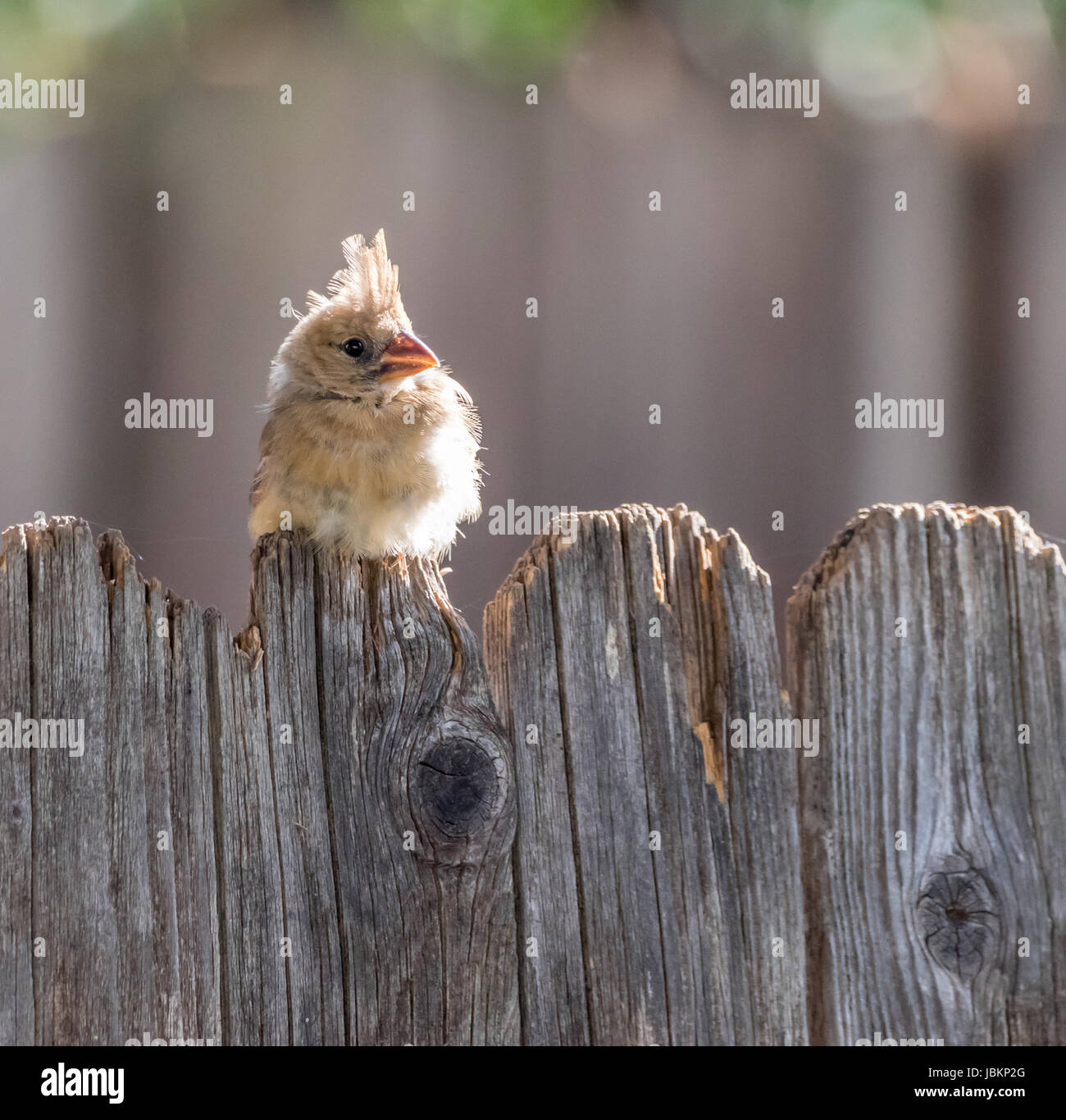 A Baby Northern Cardinal sits perched on a fence Stock Photo - Alamy