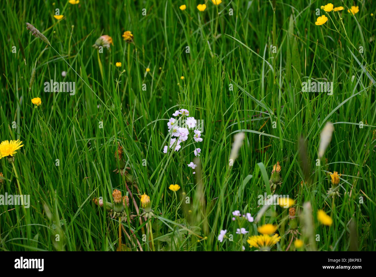 pusteblume on the meadow Stock Photo - Alamy
