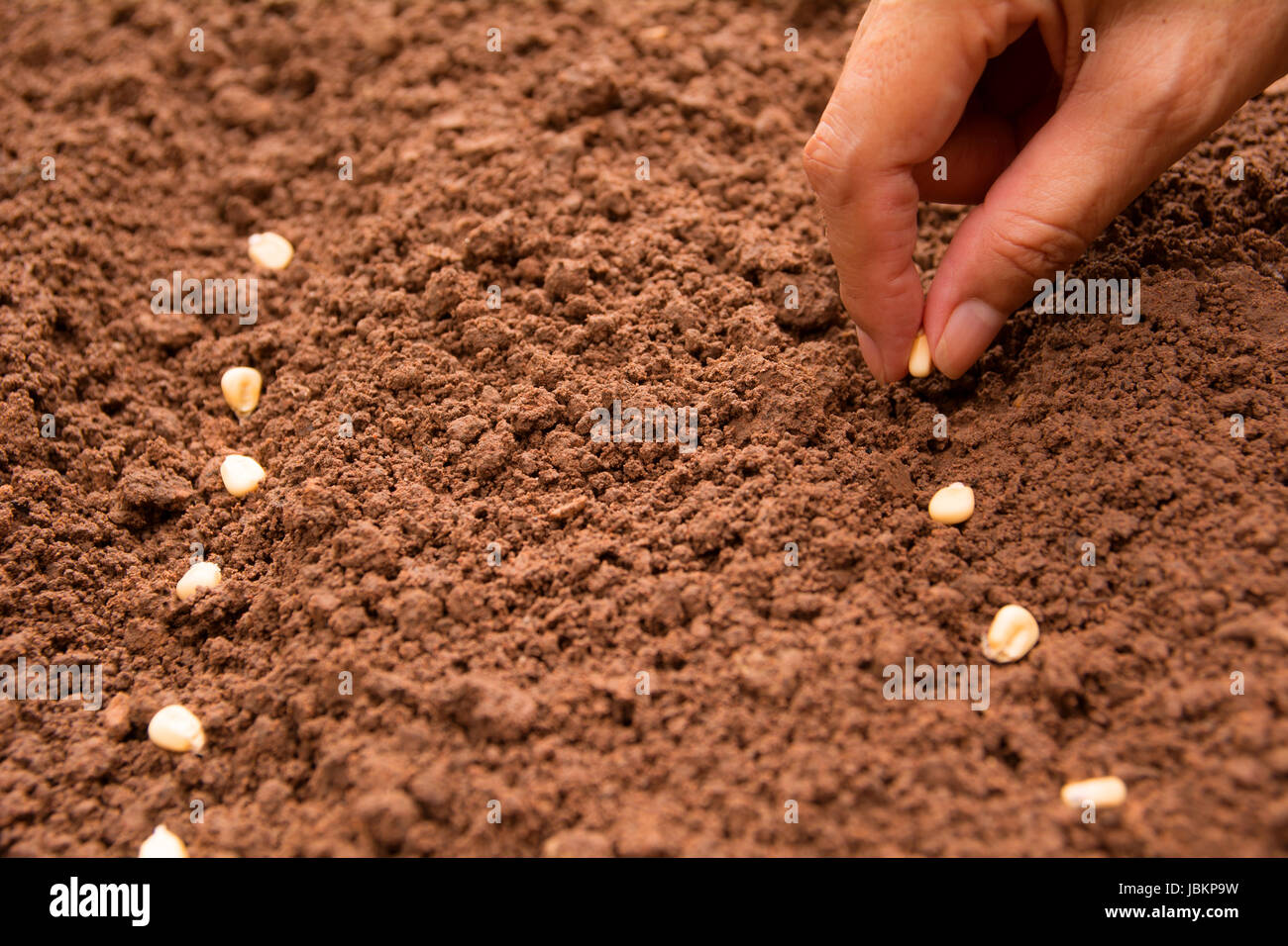 Seed in soil hi-res stock photography and images - Alamy
