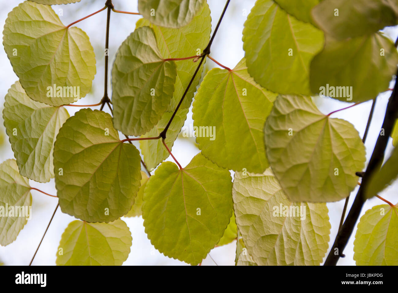 Katsura trees cercidiphyllum japonicum hi-res stock photography and ...