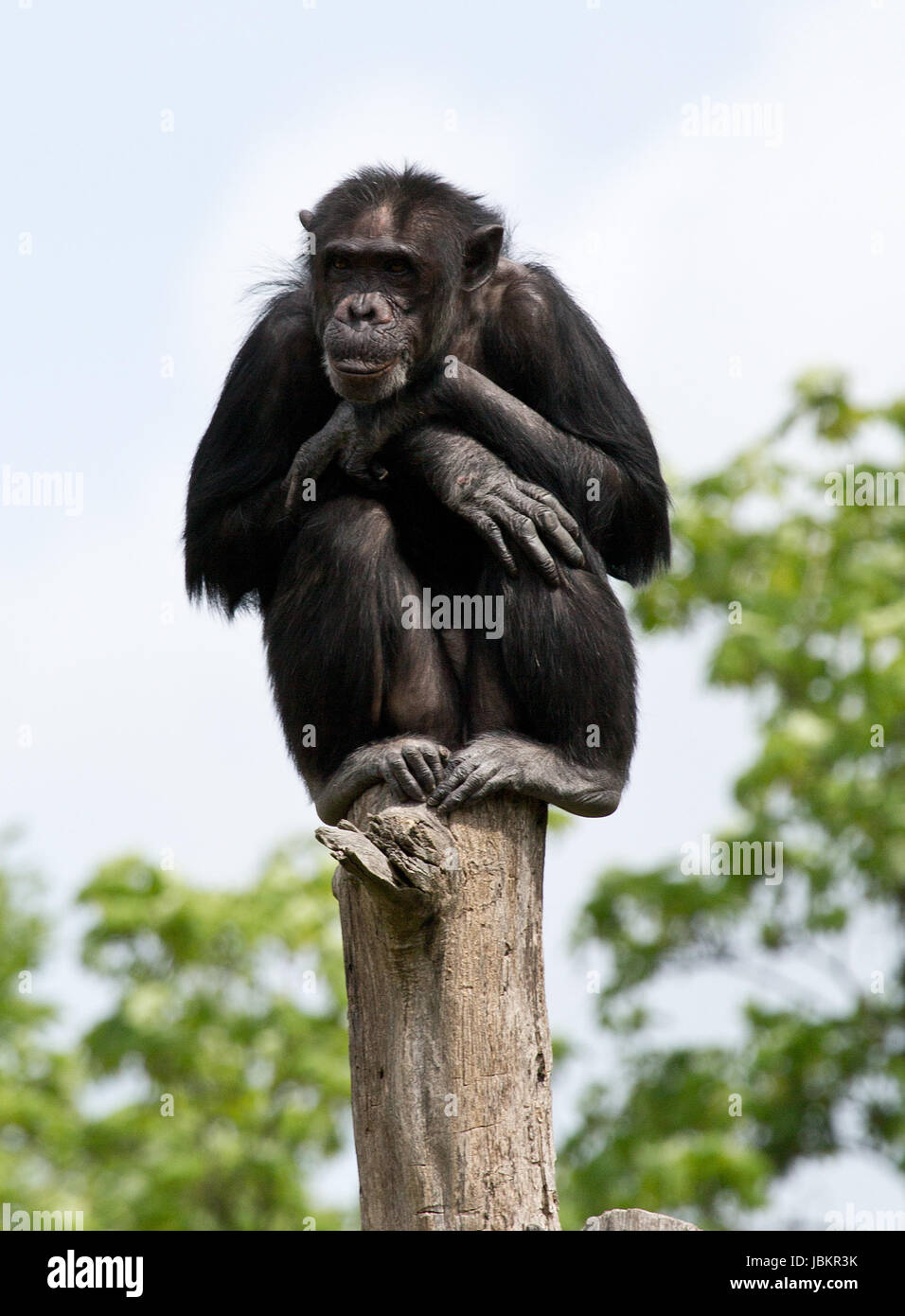 Chimpanzee sit hi-res stock photography and images - Alamy