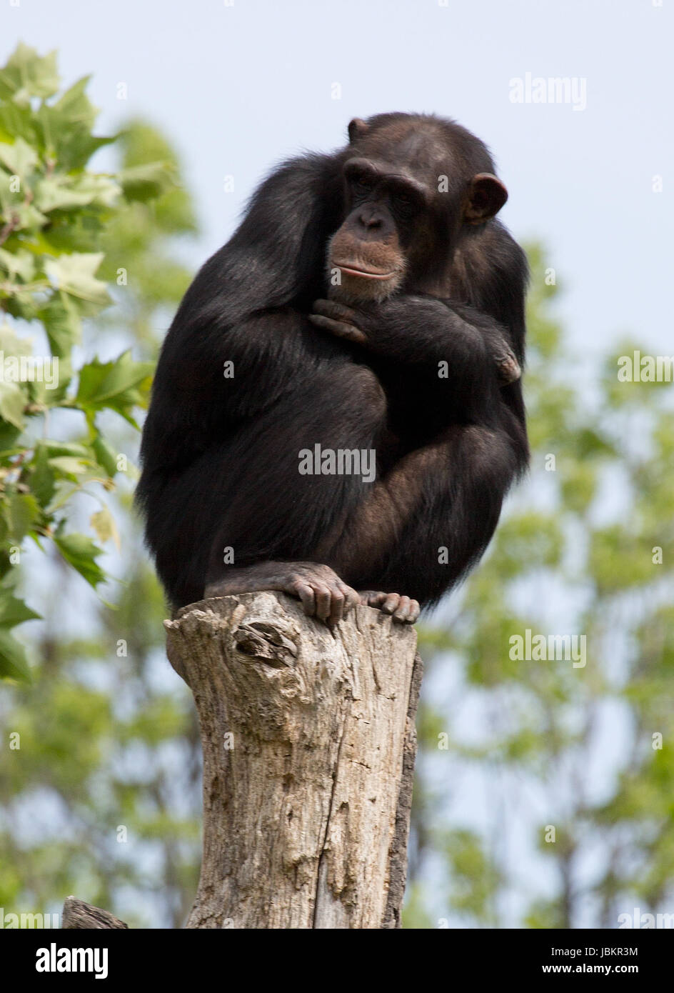 Bored monkey hi-res stock photography and images - Alamy