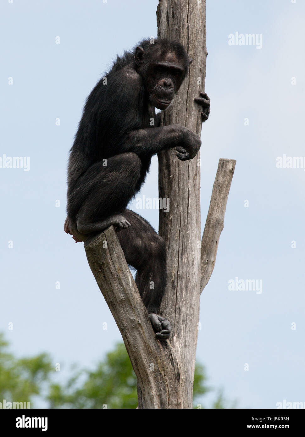 Bored monkey hi-res stock photography and images - Alamy
