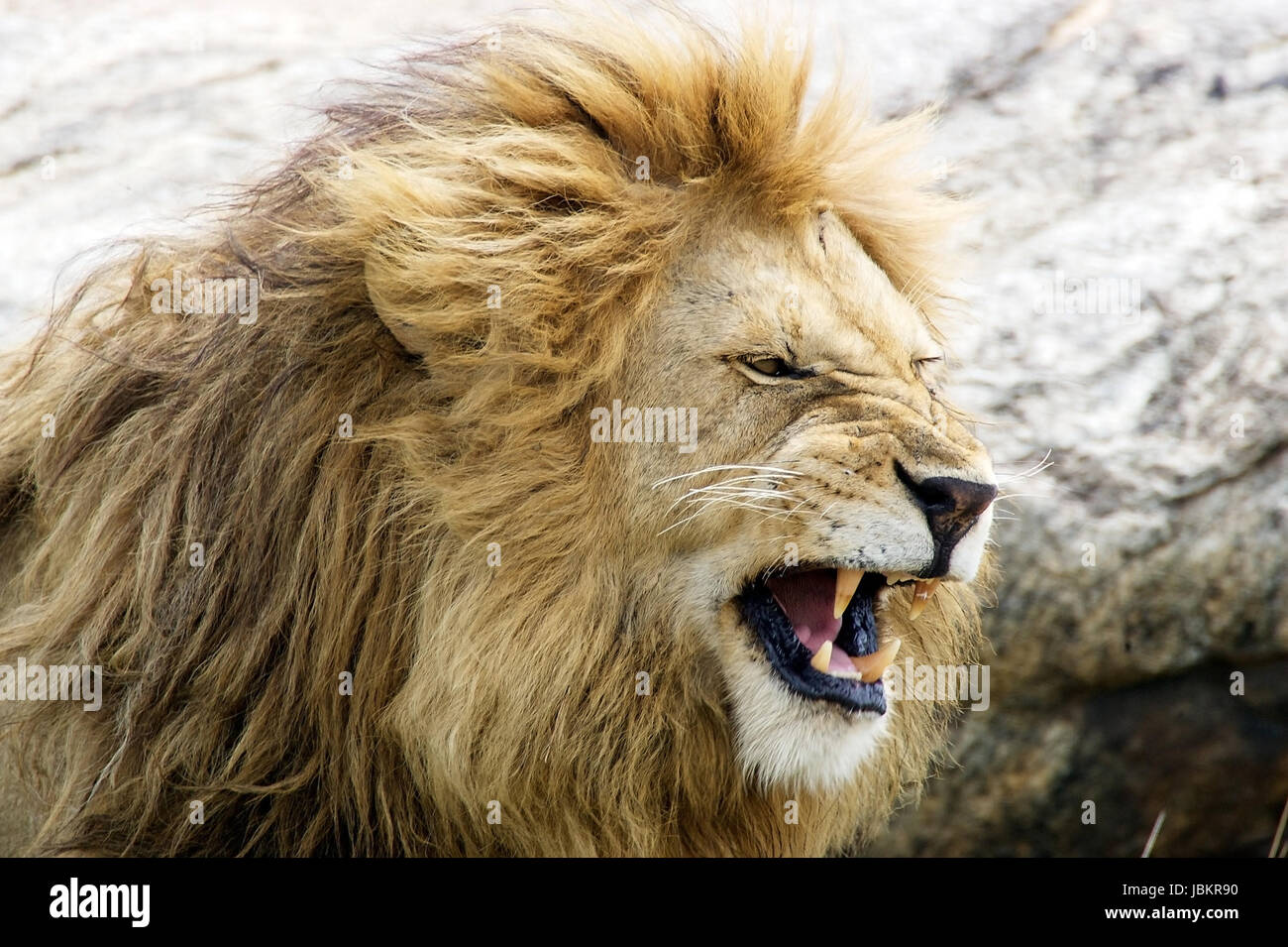 feline predator portrait Stock Photo - Alamy