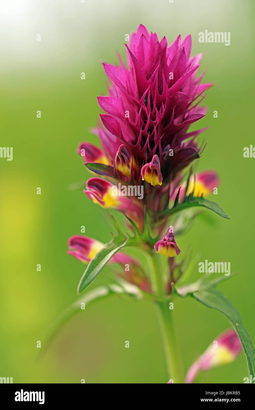field cow-wheat melampyrum arvense Stock Photo - Alamy