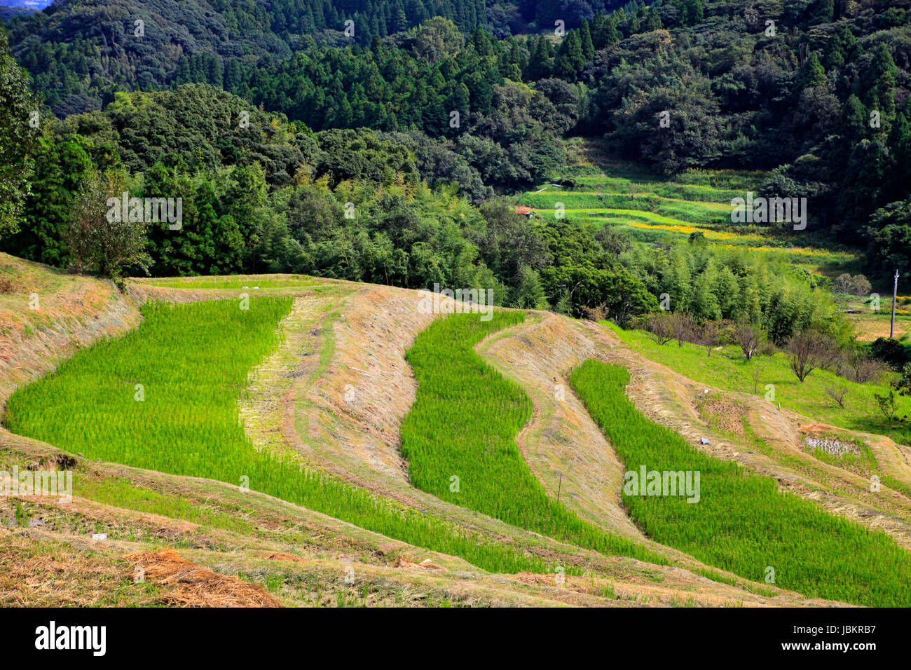 Oyama-Senmaida Terraced Rice Field Kamogawa city Chiba Japan Stock ...