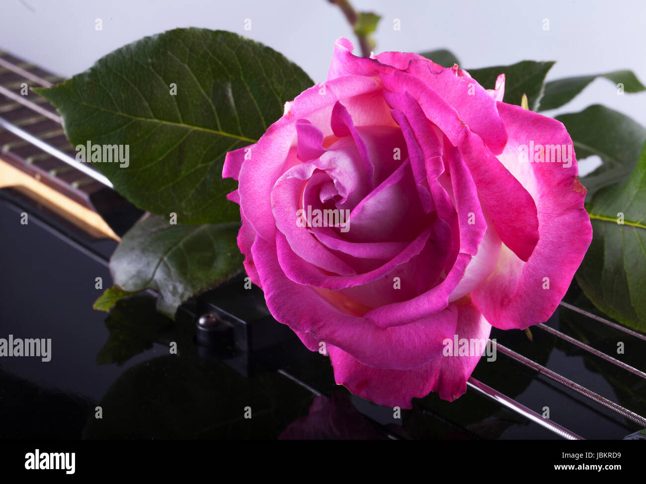 Pink rose over strings of a bass guitar Stock Photo - Alamy