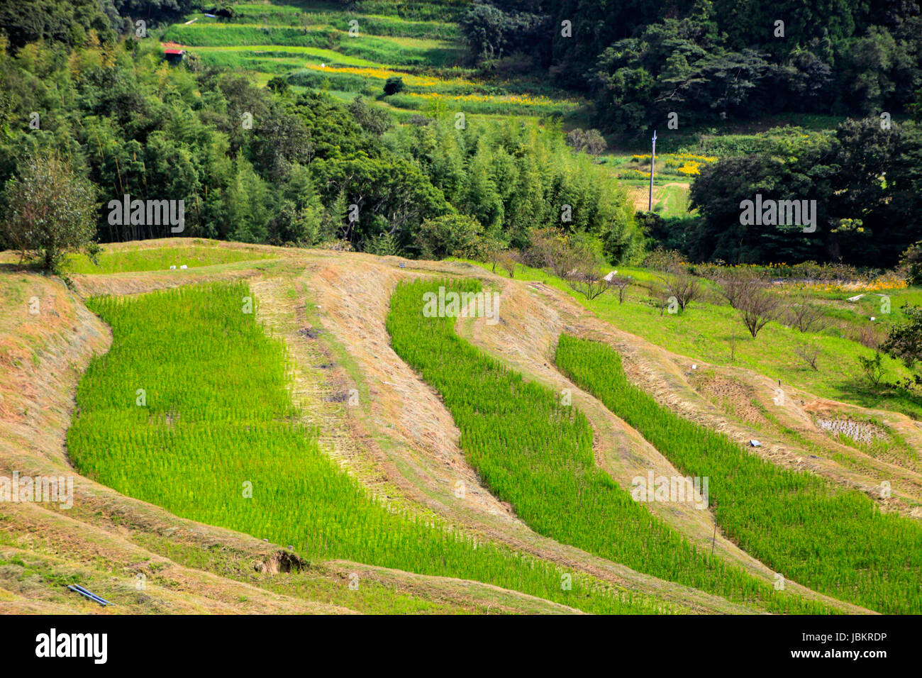 Oyama-Senmaida Terraced Rice Field Kamogawa city Chiba Japan Stock ...