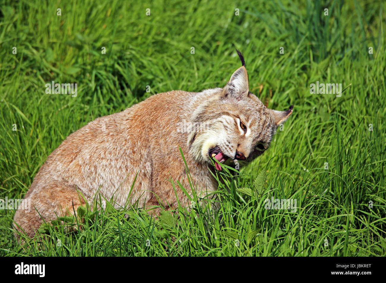 portrait big cat Stock Photo - Alamy
