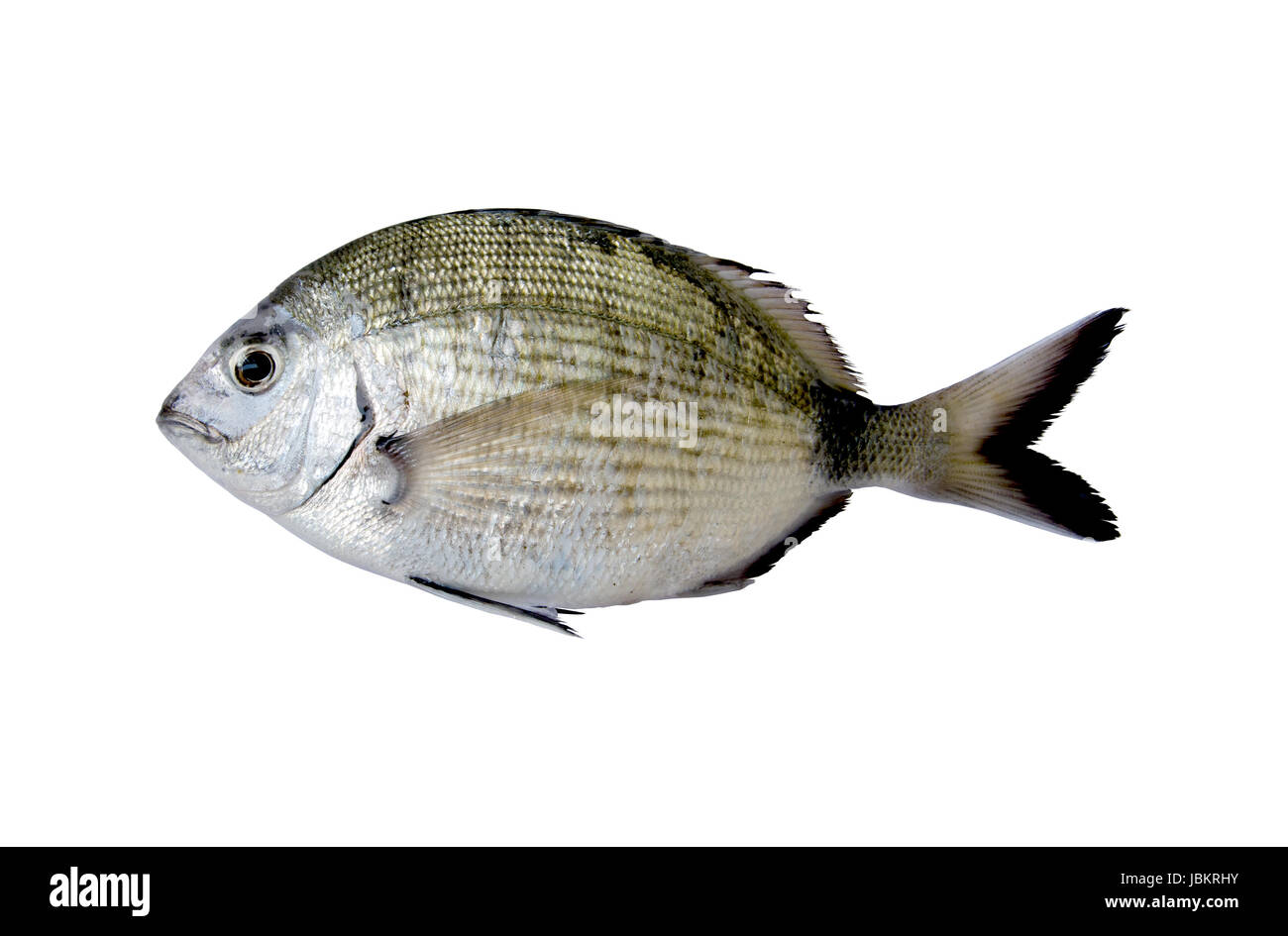 Diplodus Sargus white seabream fish Stock Photo - Alamy