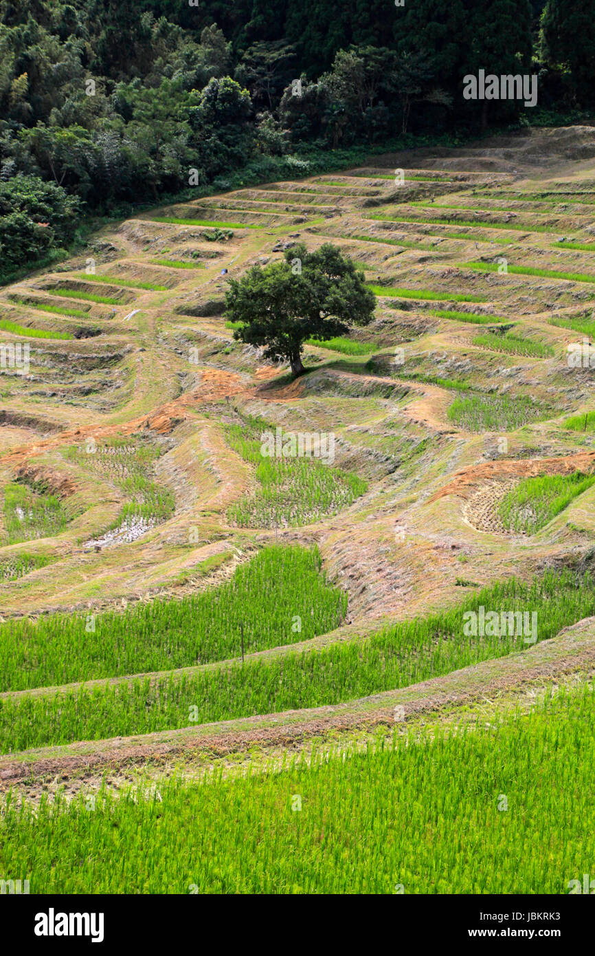 Oyama-Senmaida Terraced Rice Field Kamogawa city Chiba Japan Stock ...