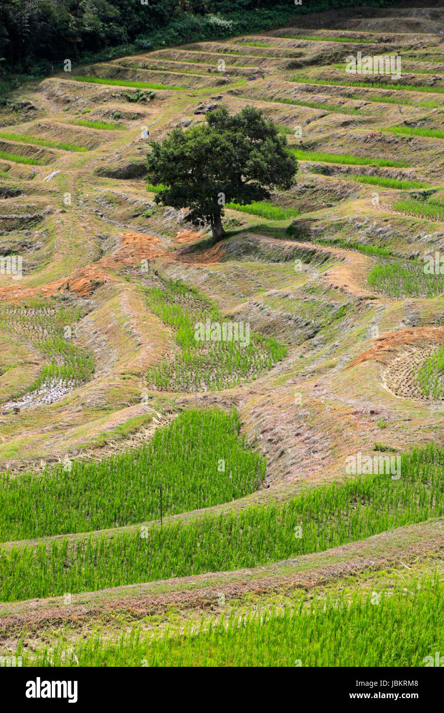 Oyama-Senmaida Terraced Rice Field Kamogawa city Chiba Japan Stock ...