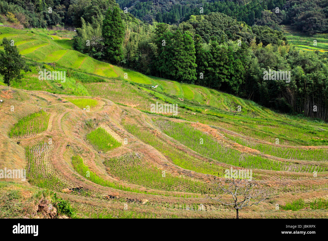 Oyama-Senmaida Terraced Rice Field Kamogawa city Chiba Japan Stock ...
