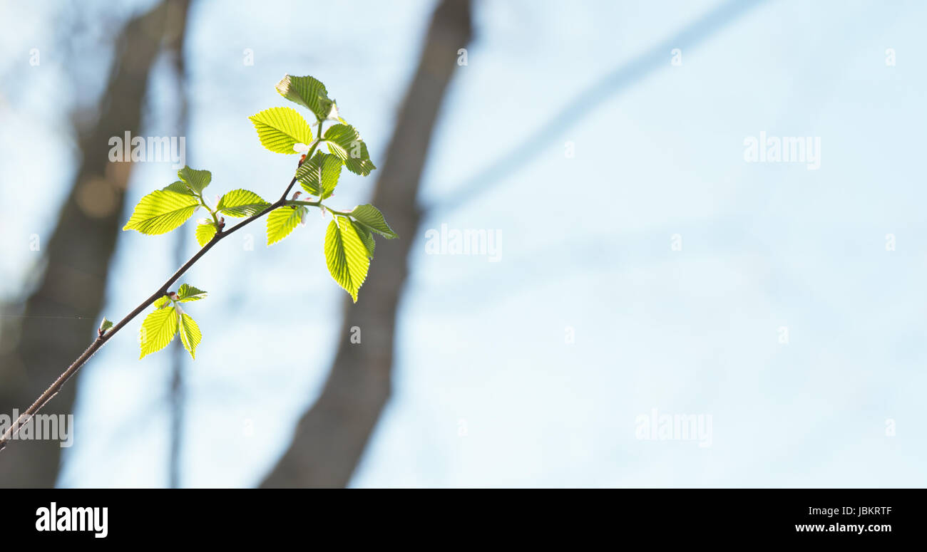 Ulmus glabra tree hi-res stock photography and images - Alamy
