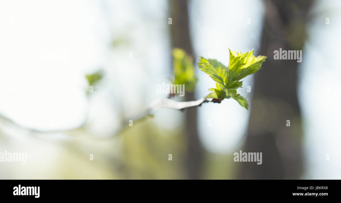 young hawthorn leaves in spring Stock Photo - Alamy