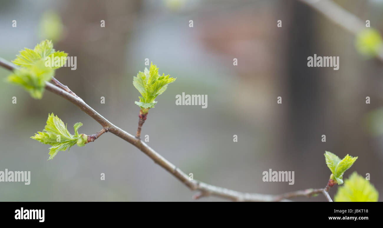 young hawthorn leaves in spring Stock Photo - Alamy