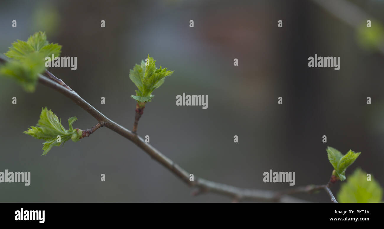 young hawthorn leaves in spring Stock Photo - Alamy