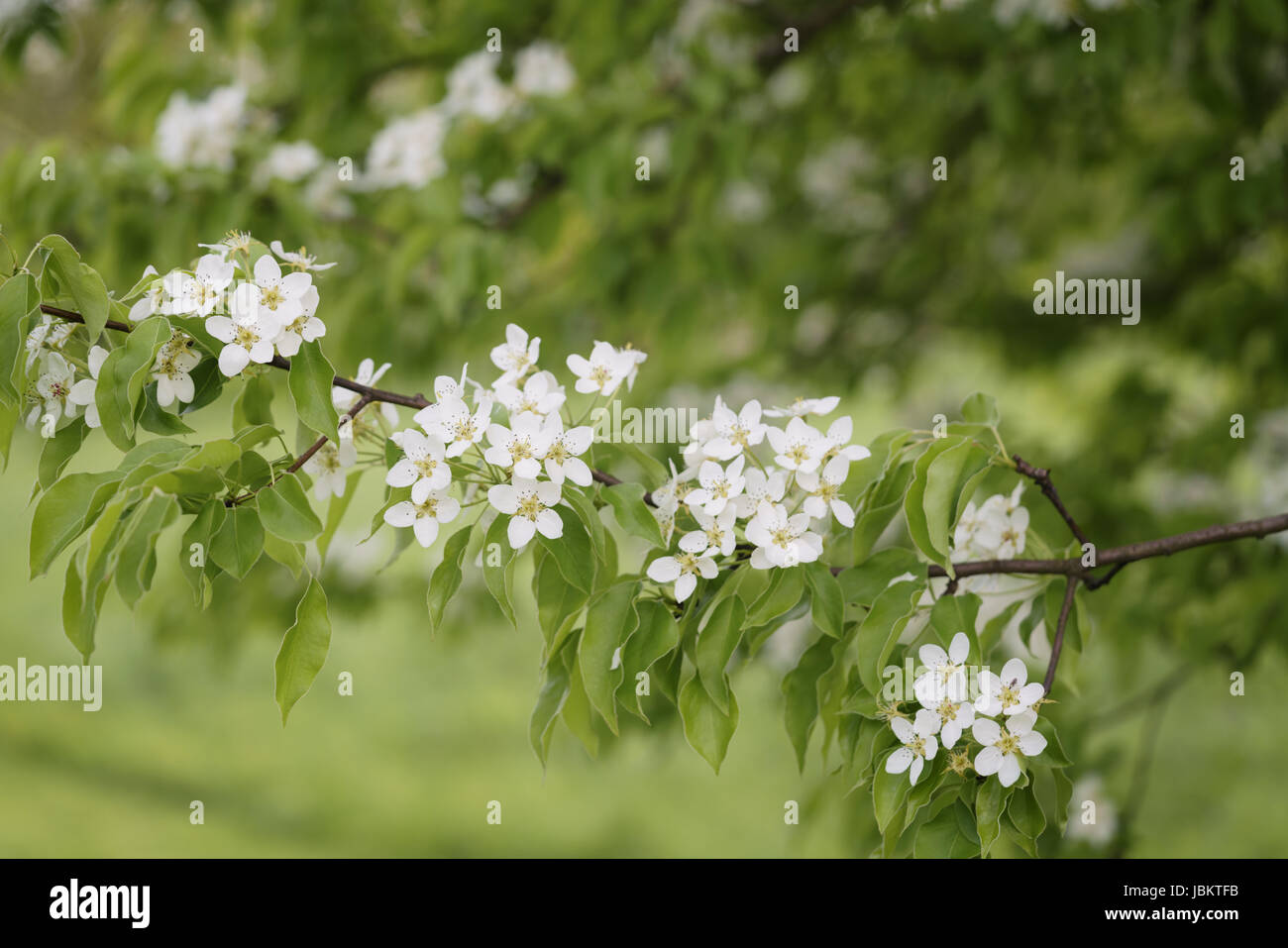 White flowers blooming apple tree hi-res stock photography and images ...