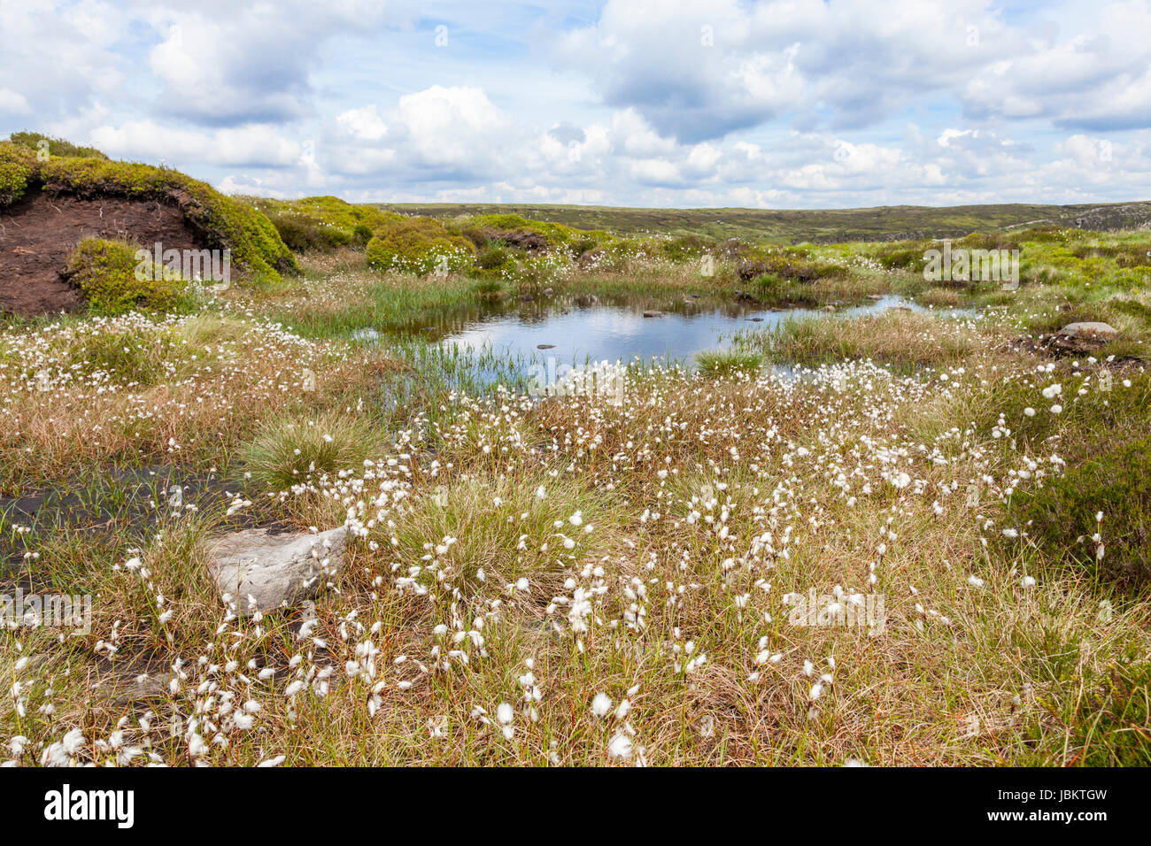 England moor bog cotton hi-res stock photography and images - Alamy
