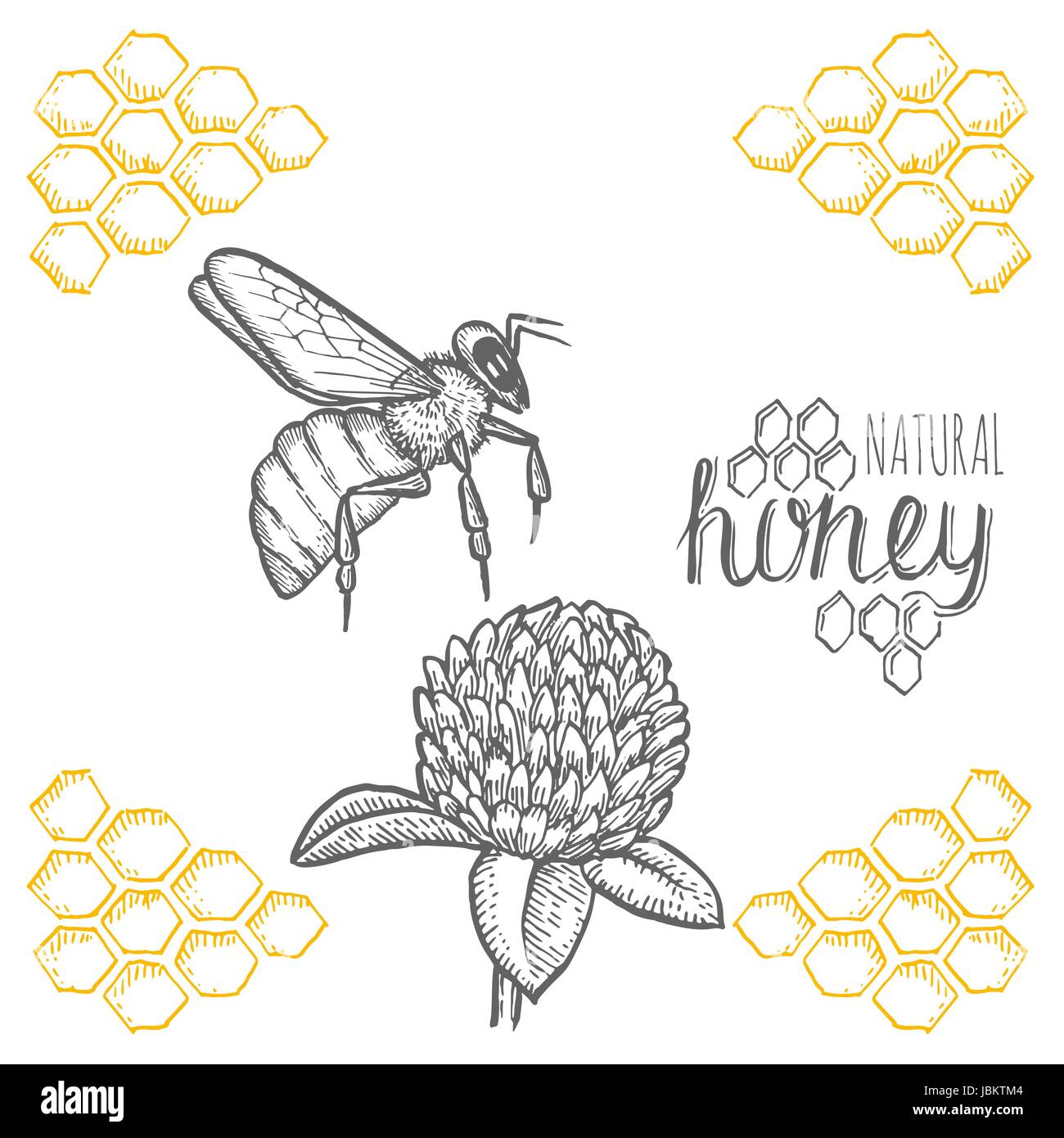 Hand drawn bee and clover over white background Stock Vector Image ...