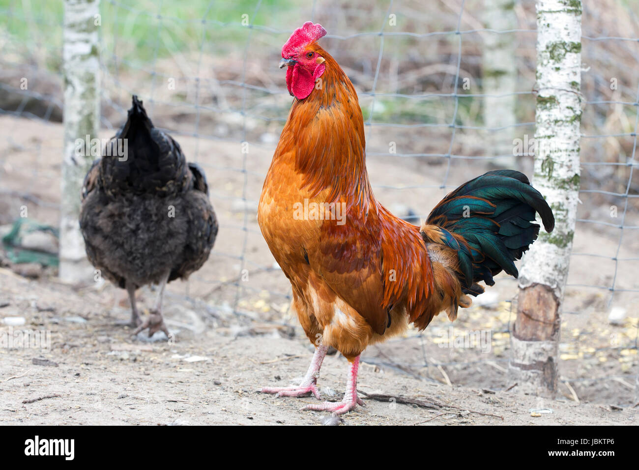 rooster on the farm Stock Photo - Alamy