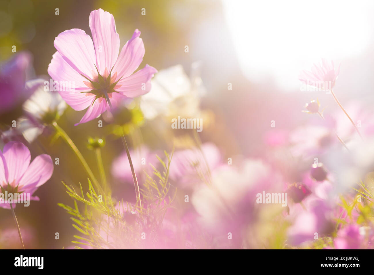 Cosmos flower in sunset Stock Photo - Alamy