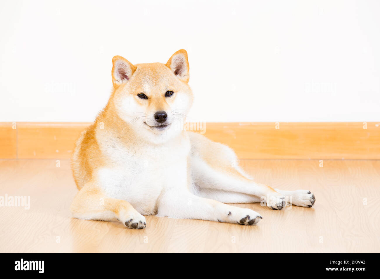 Japanese small size dog hi-res stock photography and images - Alamy