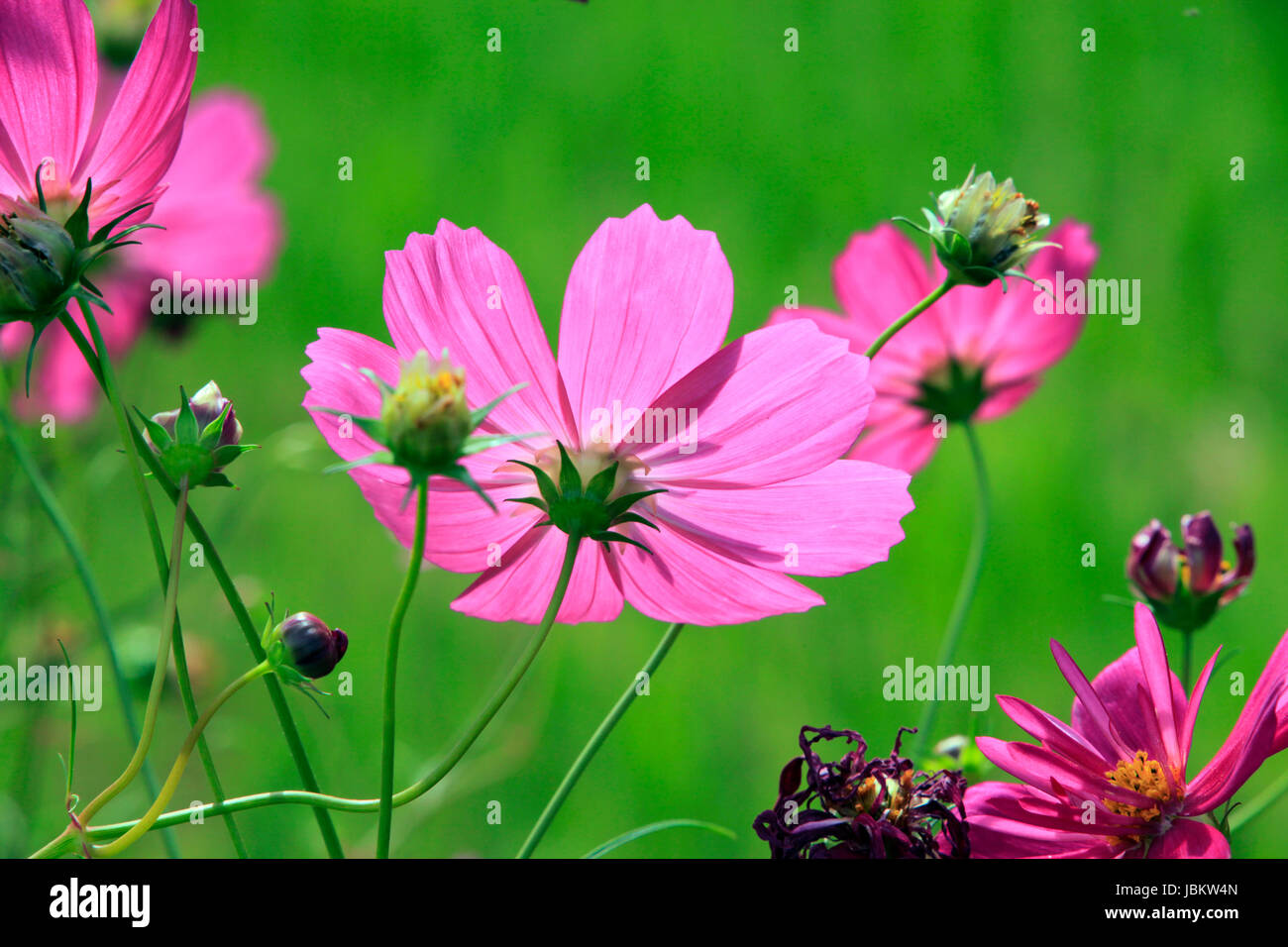 Cosmos in a Field Kamogawa Chiba Japan Stock Photo - Alamy
