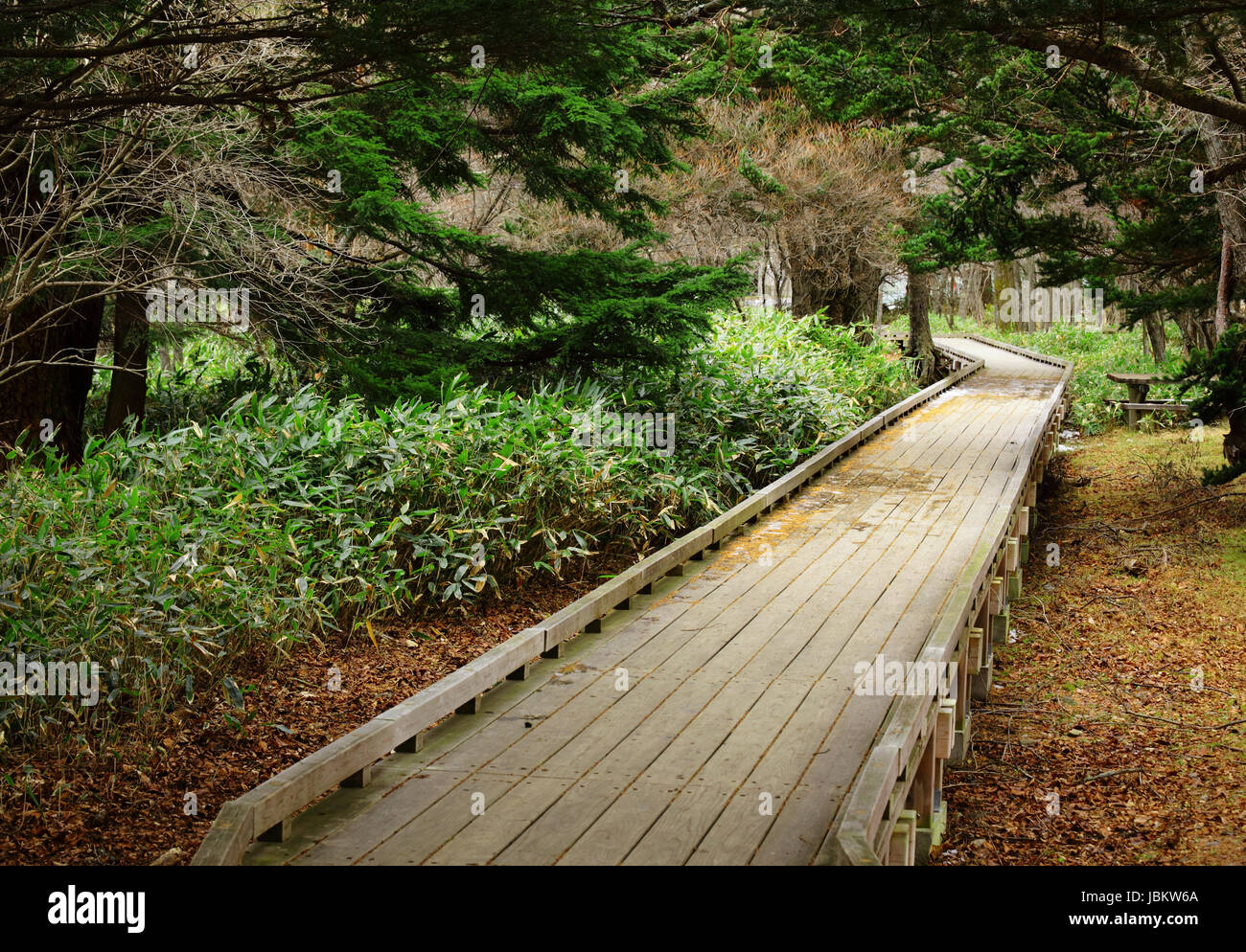 Wooden path in forest Stock Photo - Alamy