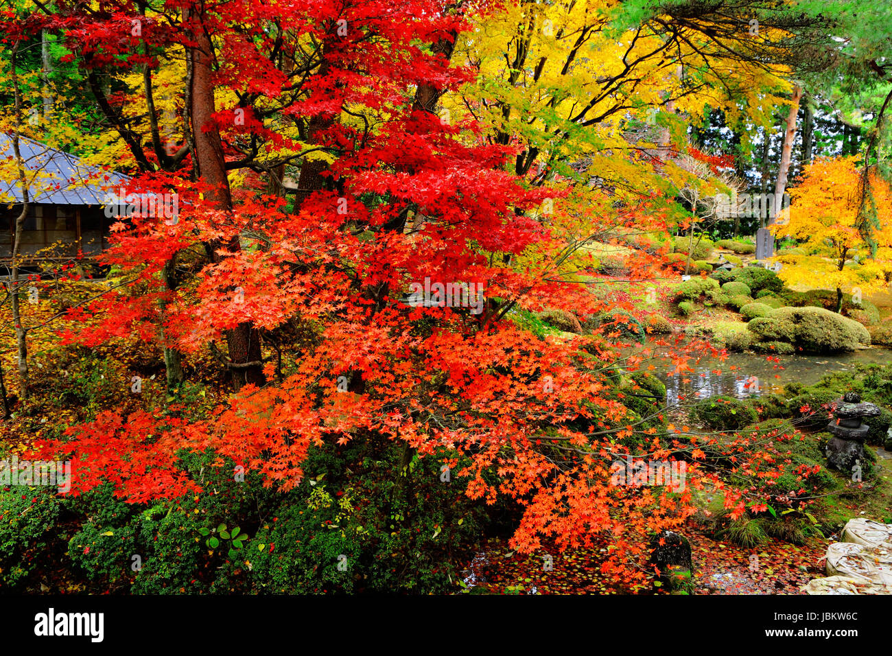 Maple tree in Japanese garden Stock Photo - Alamy