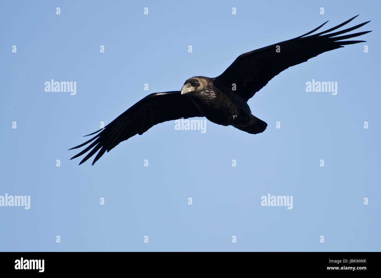 Common raven flying hi-res stock photography and images - Alamy
