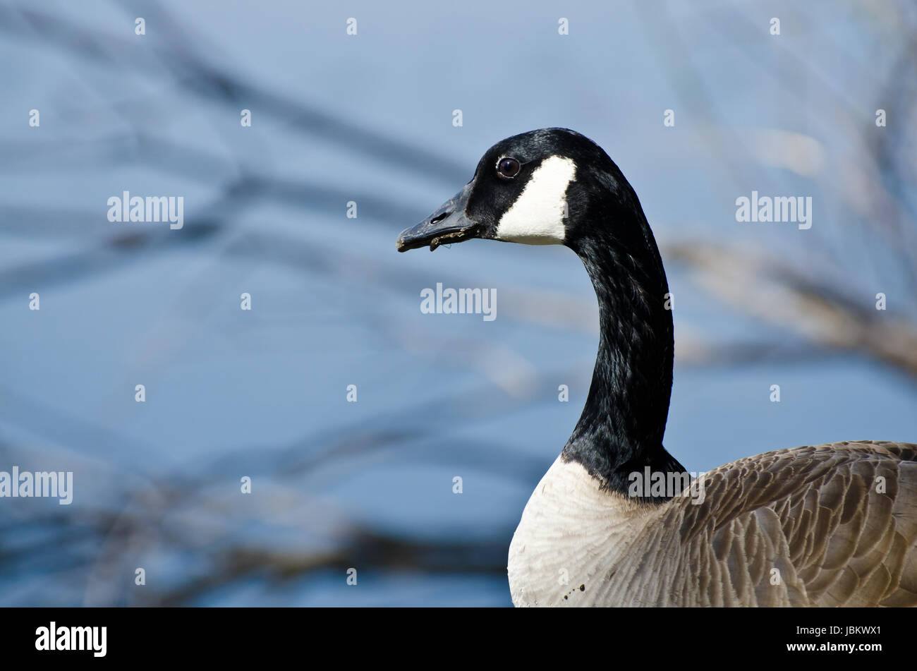 Close Up Profile of Canada Goose Stock Photo - Alamy