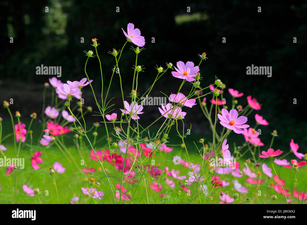 Cosmos in a Field Kamogawa Chiba Japan Stock Photo - Alamy