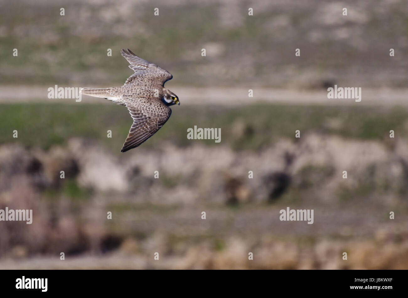 Prairie falcon flying hi-res stock photography and images - Alamy
