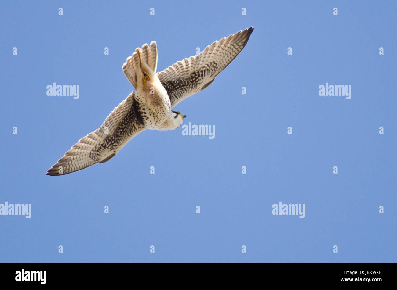 Prairie Falcon In Flight