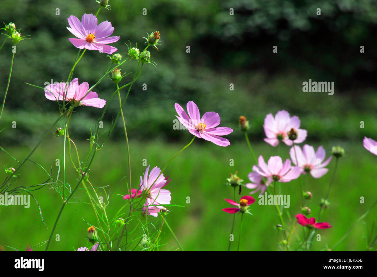 Cosmos in a Field Kamogawa Chiba Japan Stock Photo - Alamy