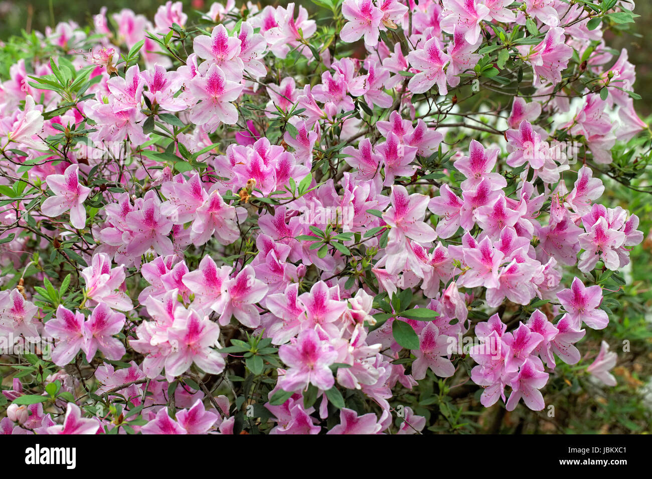 Azalee George Tabor Stock Photo - Alamy