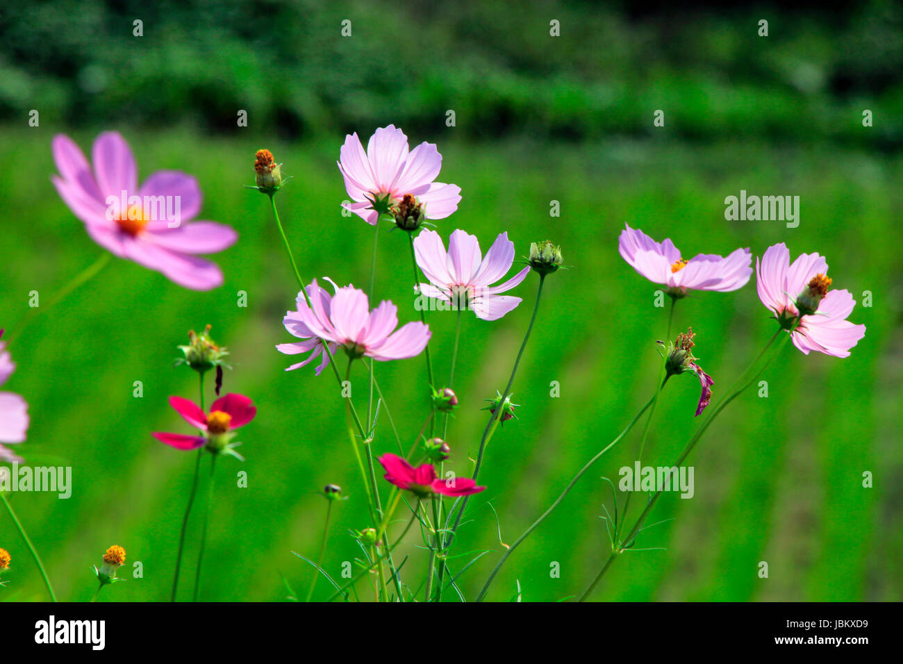 Cosmos in a Field Kamogawa Chiba Japan Stock Photo - Alamy