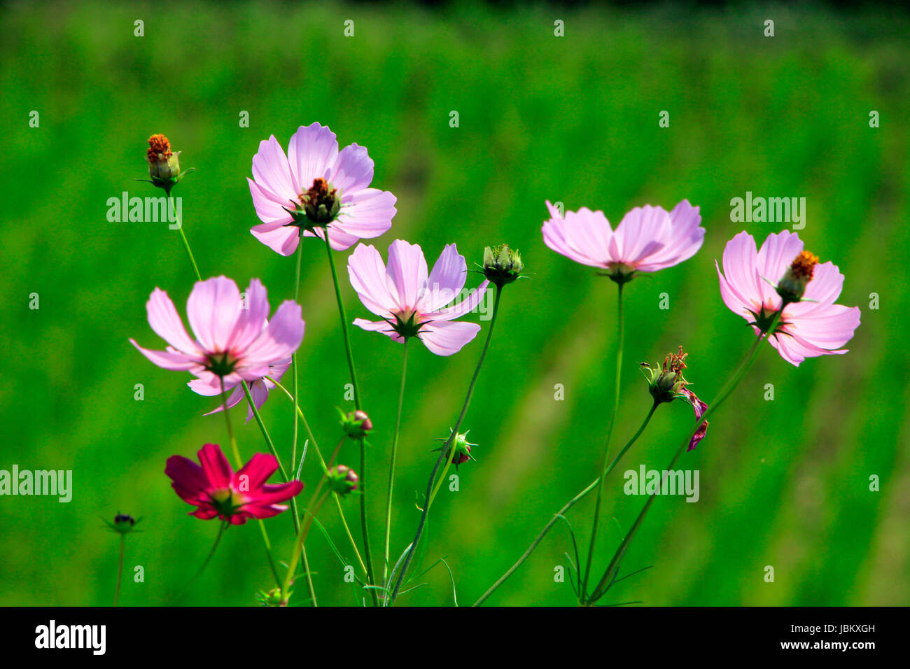 Cosmos in a Field Kamogawa Chiba Japan Stock Photo - Alamy