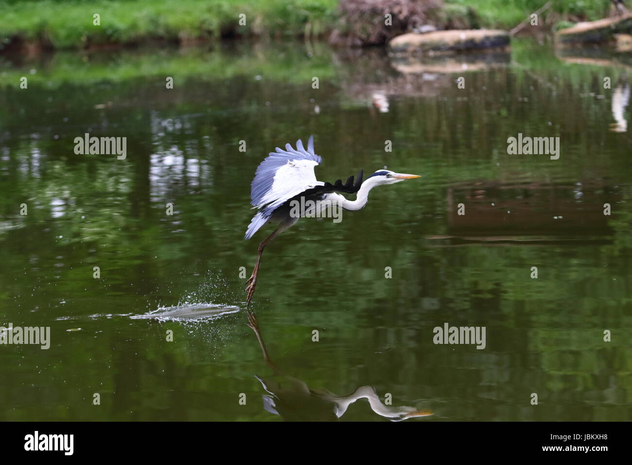 cicogna in decollo Stock Photo - Alamy