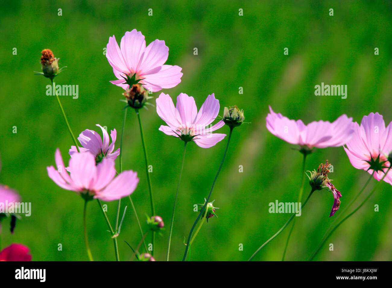 Cosmos in a Field Kamogawa Chiba Japan Stock Photo - Alamy