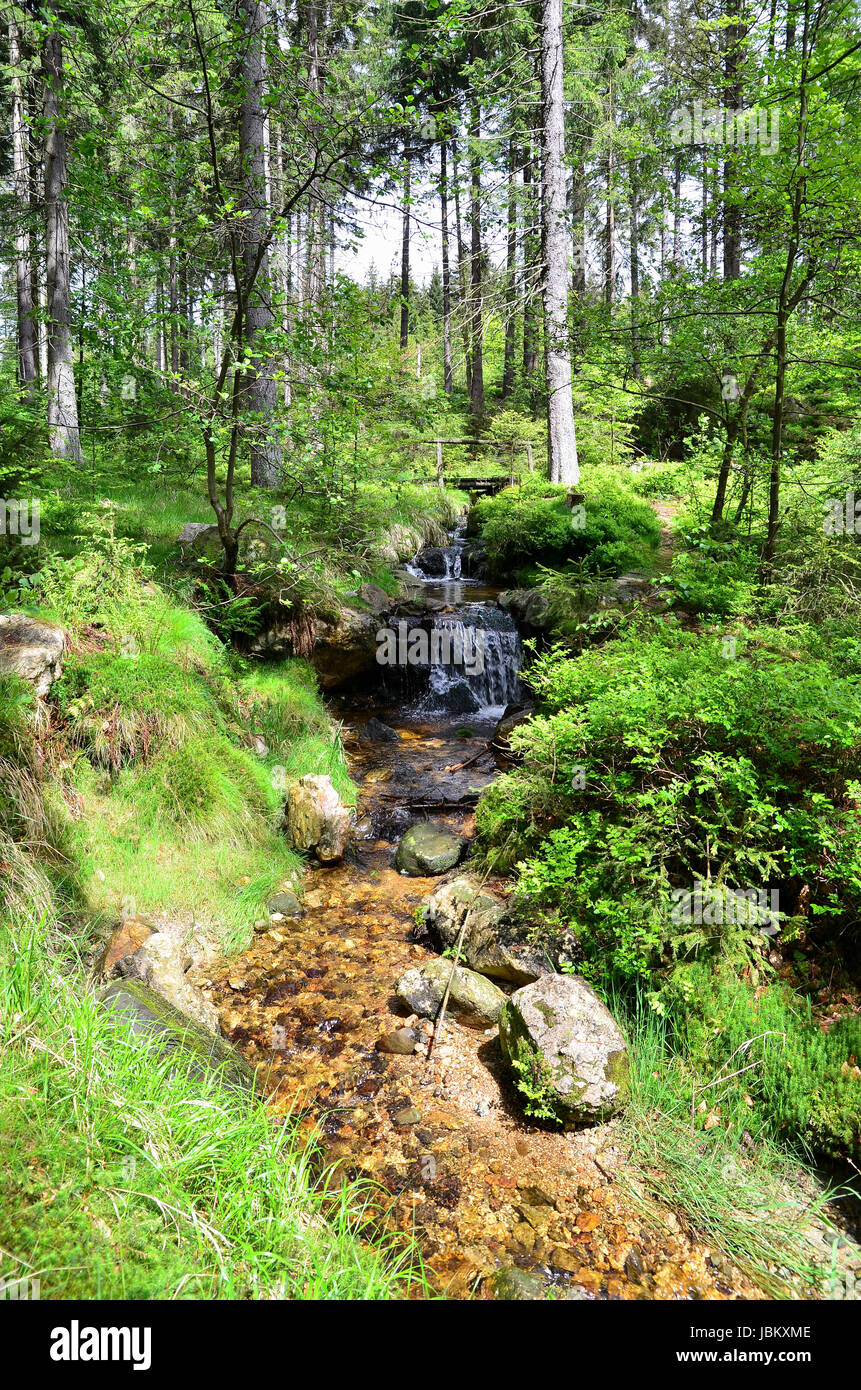 Wald Bach Pflanzen Stock Photo - Alamy