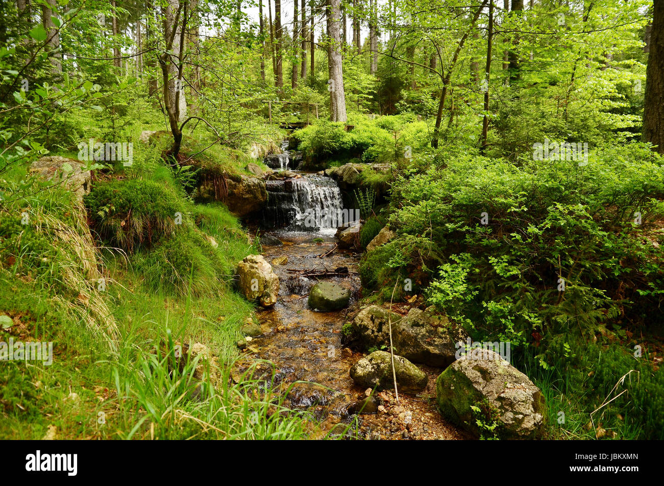 Wald Bach Pflanzen Stock Photo - Alamy