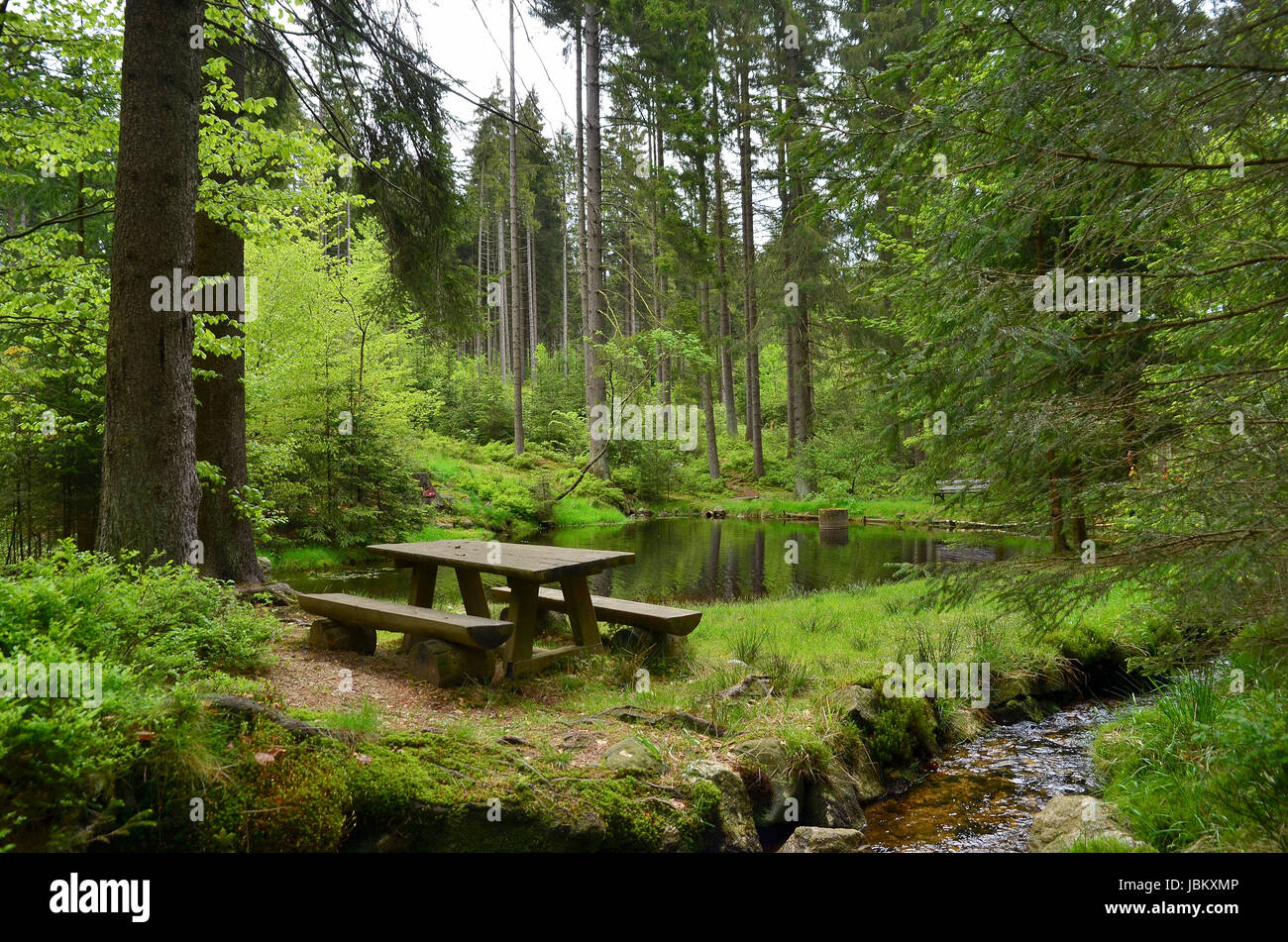 Wald Bach Pflanzen Stock Photo - Alamy